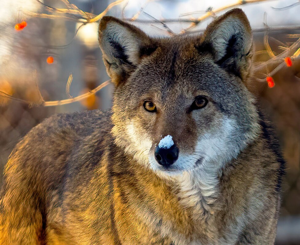 National Wolf Awareness Week at Connecticut's Beardsley Zoo | Kids Out ...